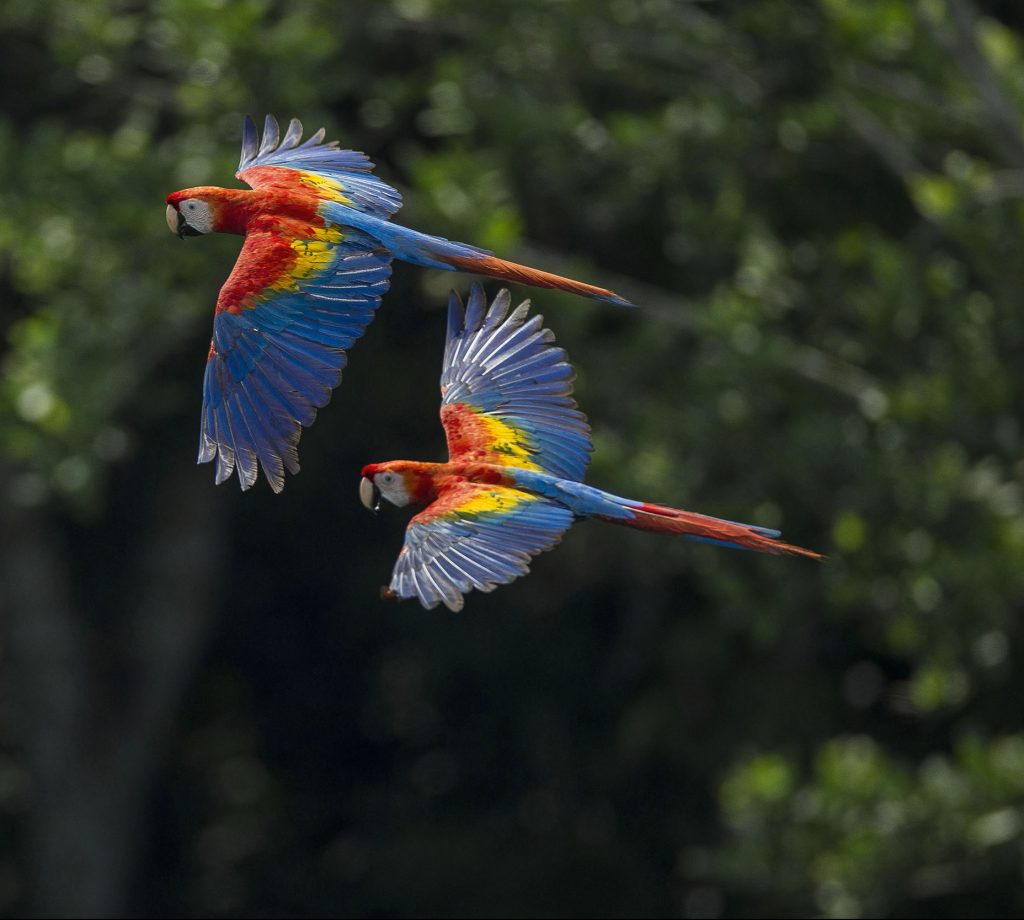Outras araras – Instituto Arara Azul