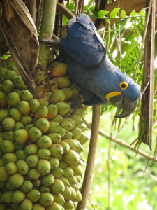 Arara-azul: biologia e ameaças – Instituto Arara Azul